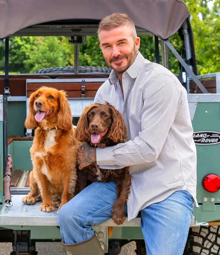 So Emotional: David Beckham’s Heartfelt Tribute to His Dogs Melts Fans ...